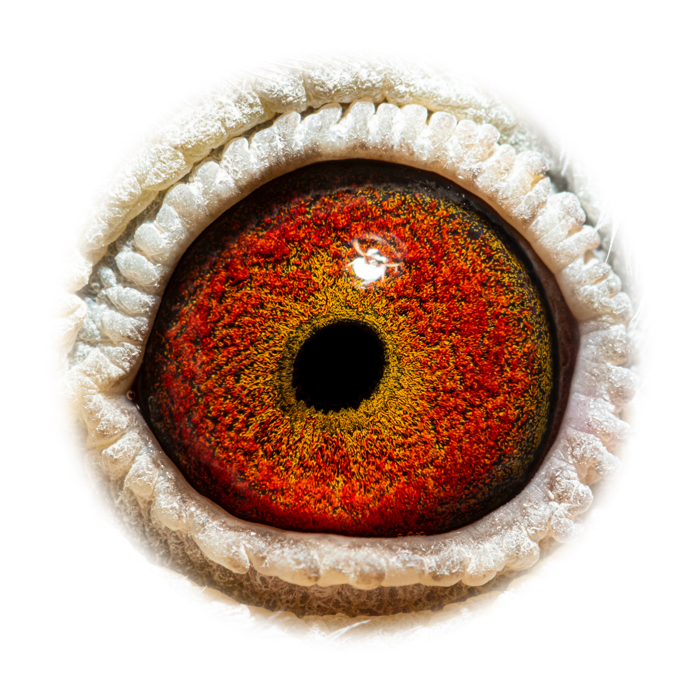 Daughter Robin | PIPA