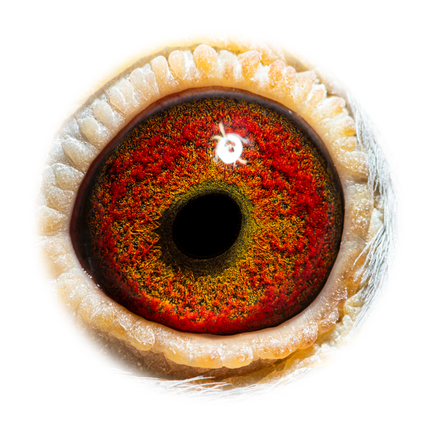 Inbred Porsche 114 | PIPA