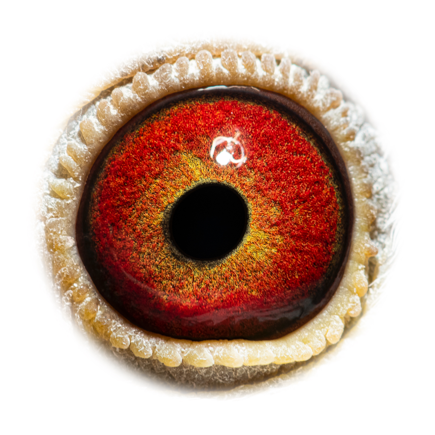 Inbred BK 853 | PIPA