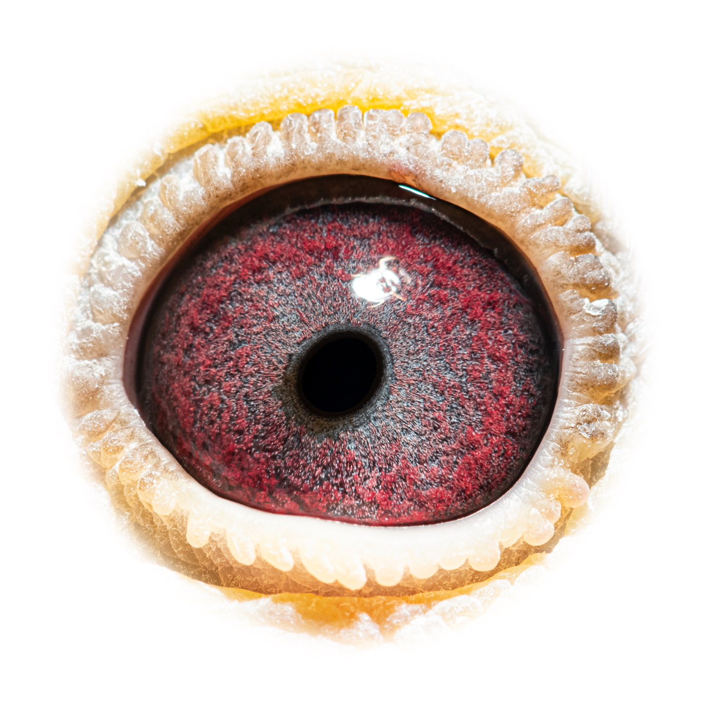 Little Finn Junior 525 | PIPA