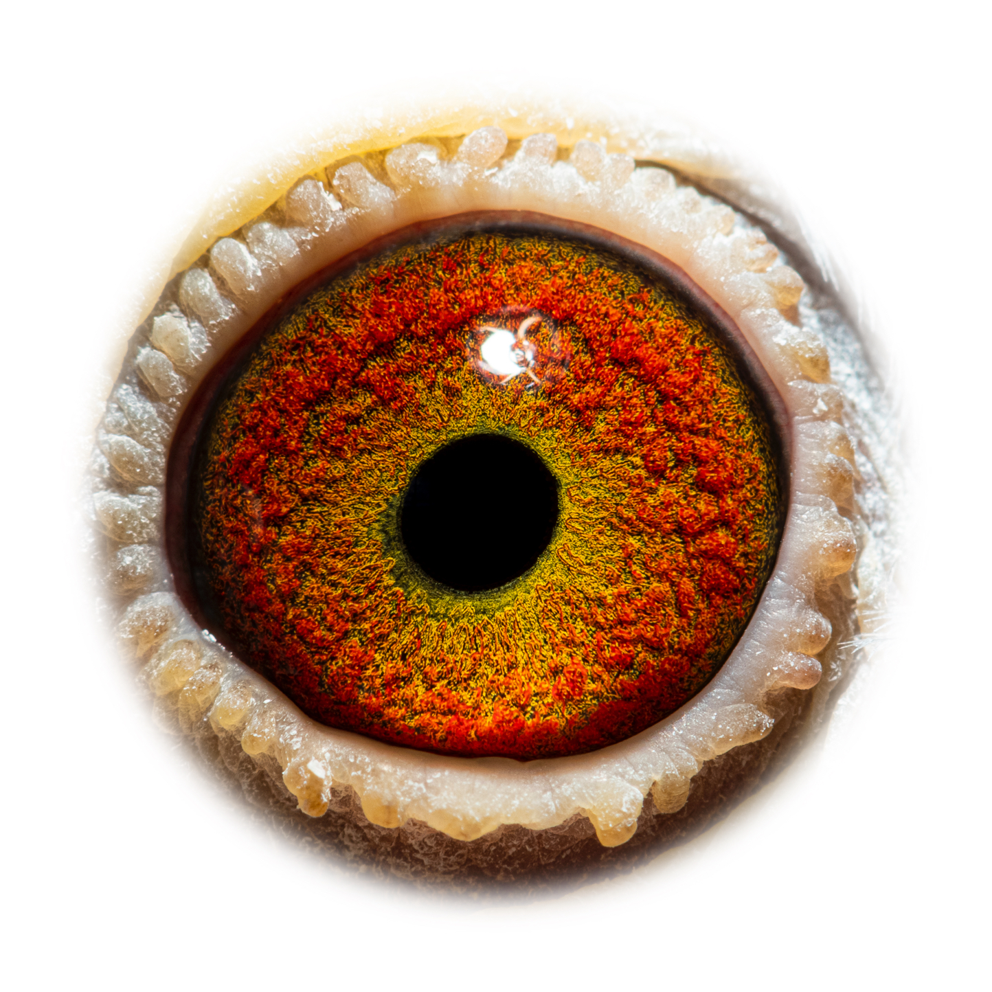 Felix x Kirin 066 | PIPA