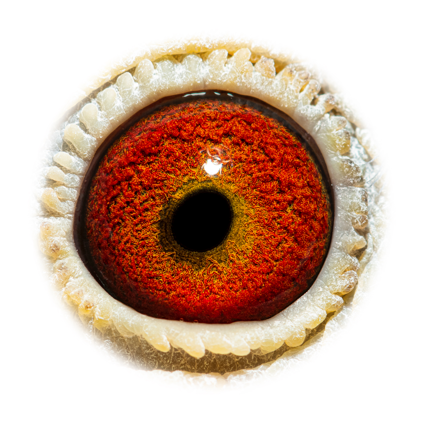 Best Of Belgian Mix | PIPA