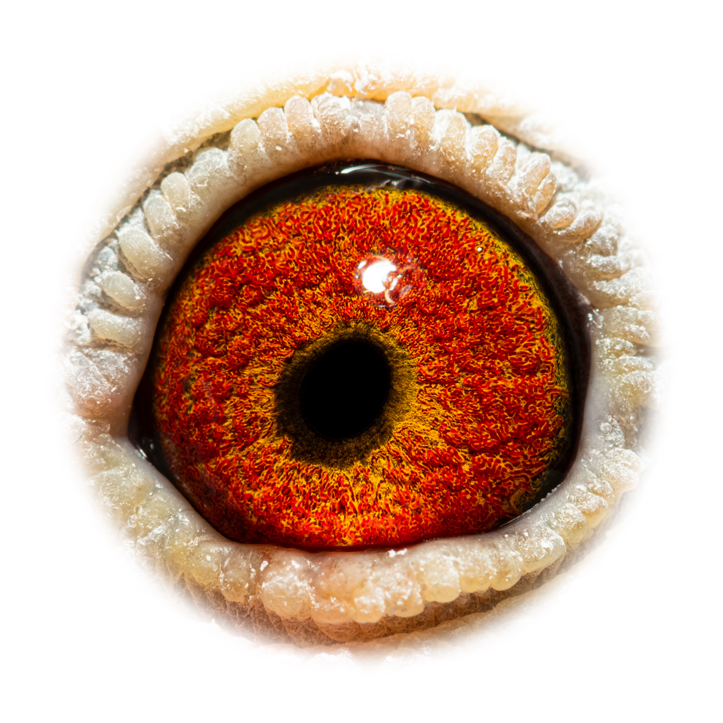 Sister Superman 426 | PIPA