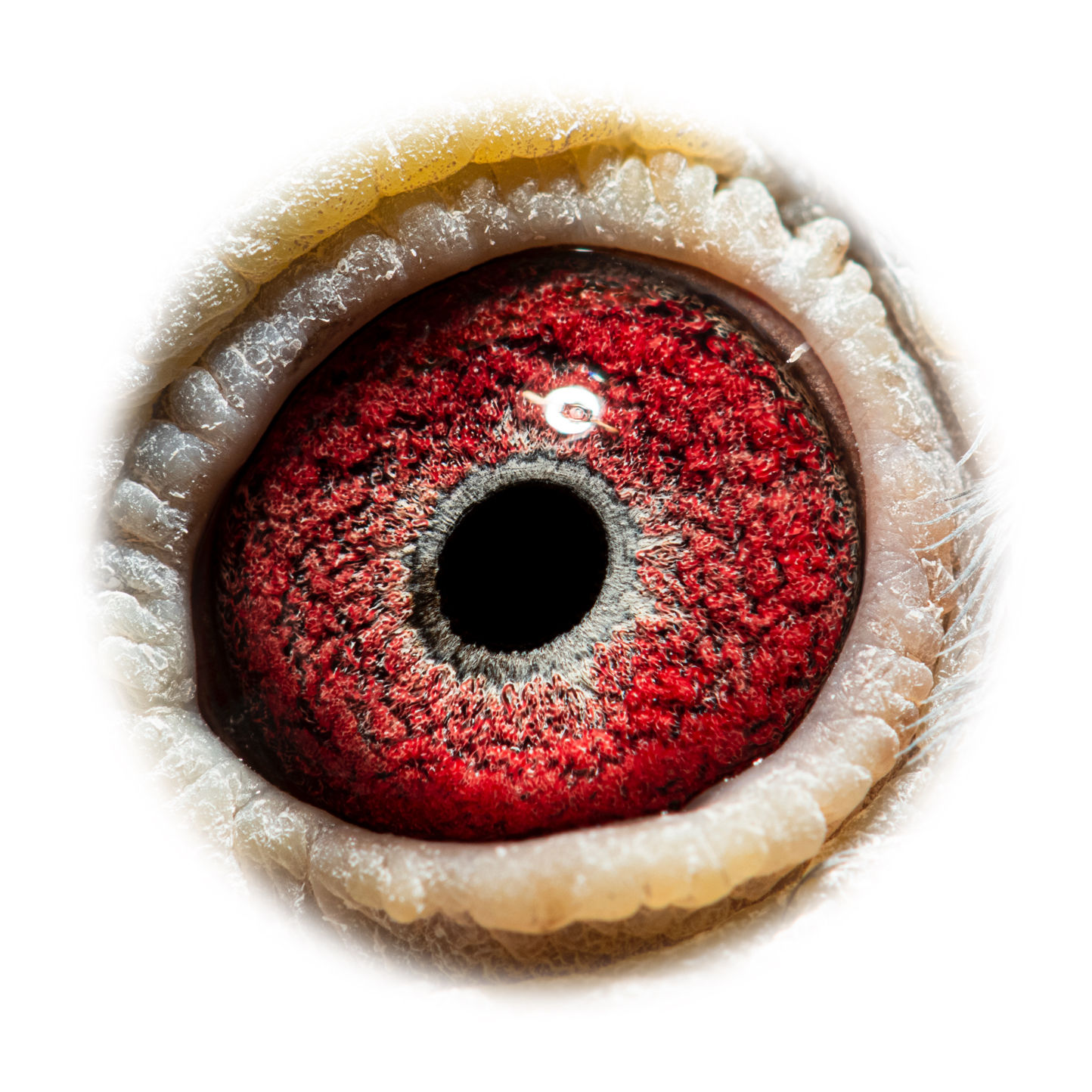 Daughter Yvette | PIPA