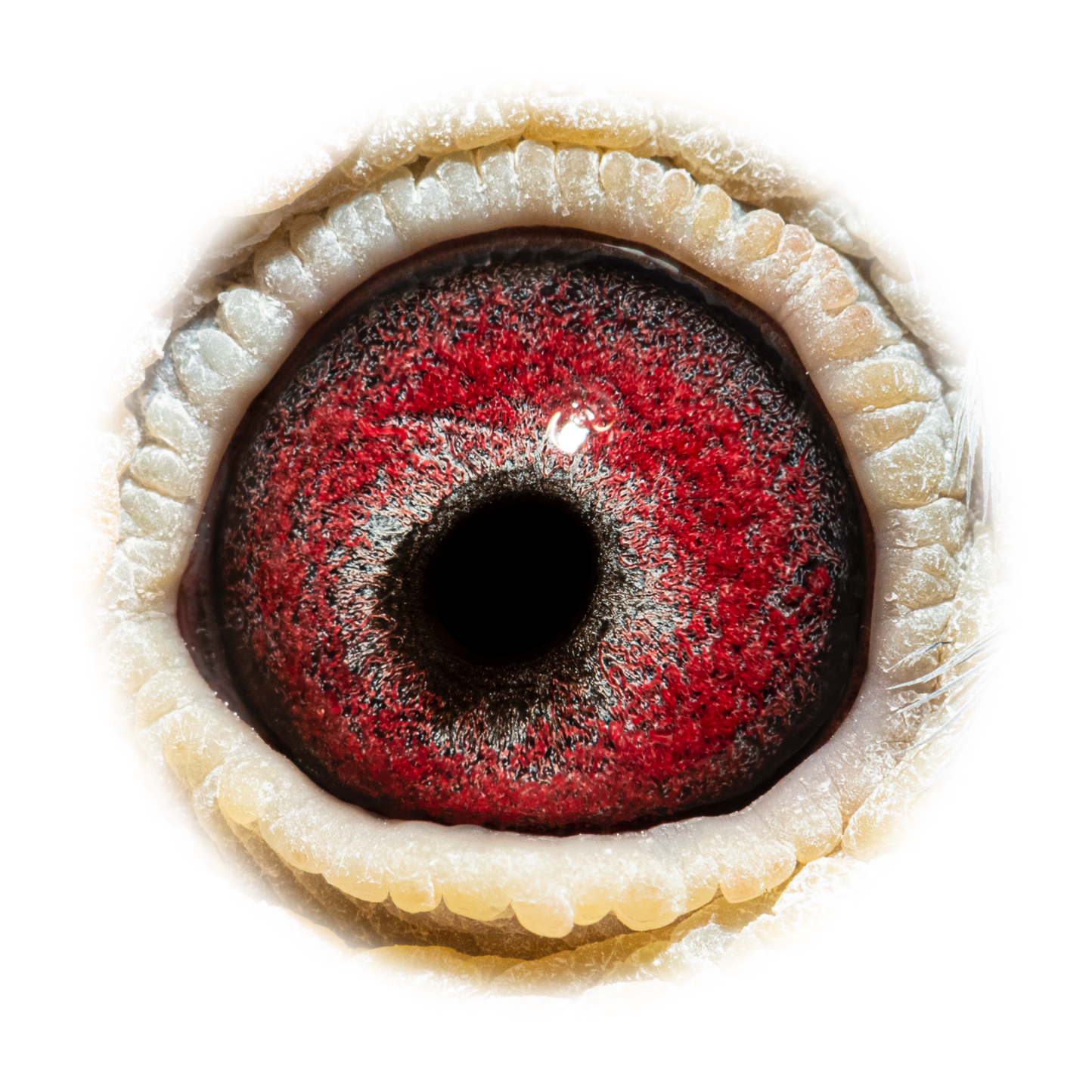 Willy Kanon 052 | PIPA