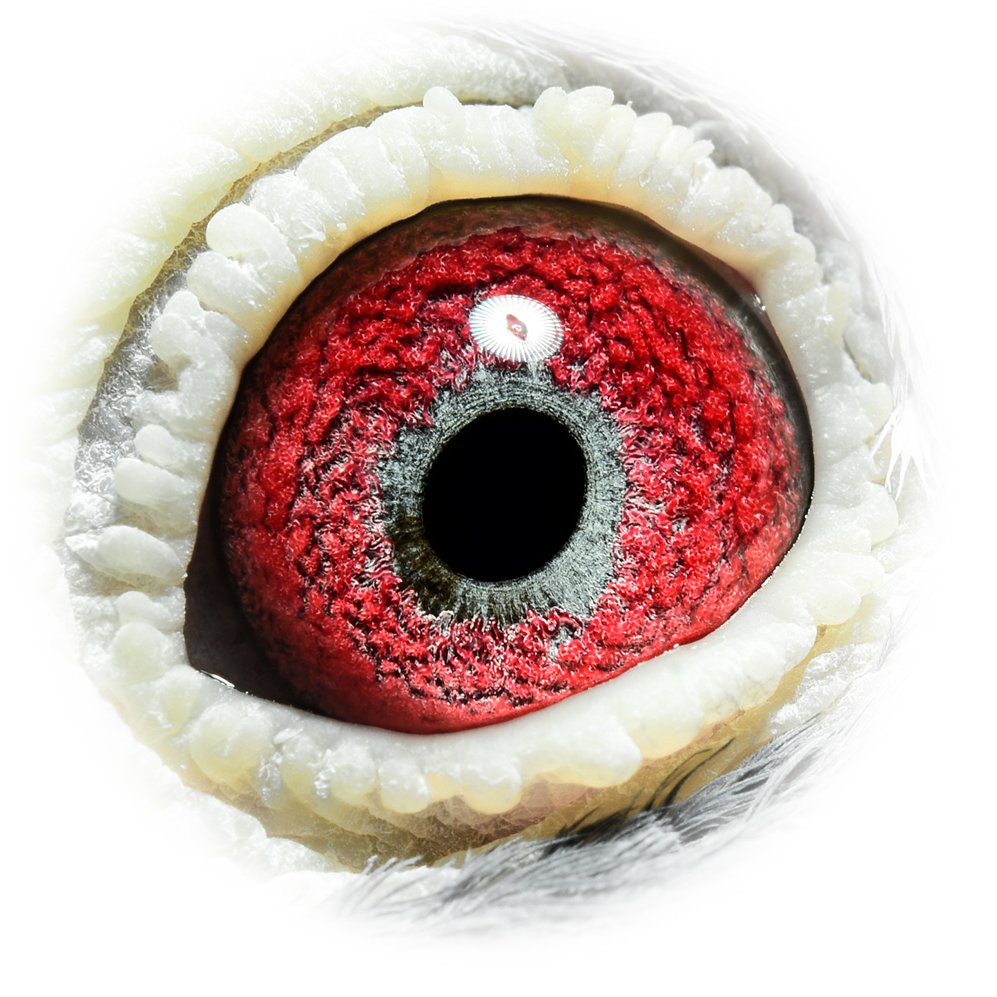 Halfbrother Bonte Crack 949 | PIPA