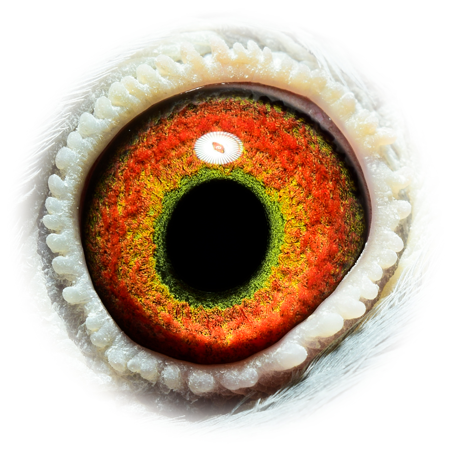 Inbred Child Night Princess 862 | PIPA