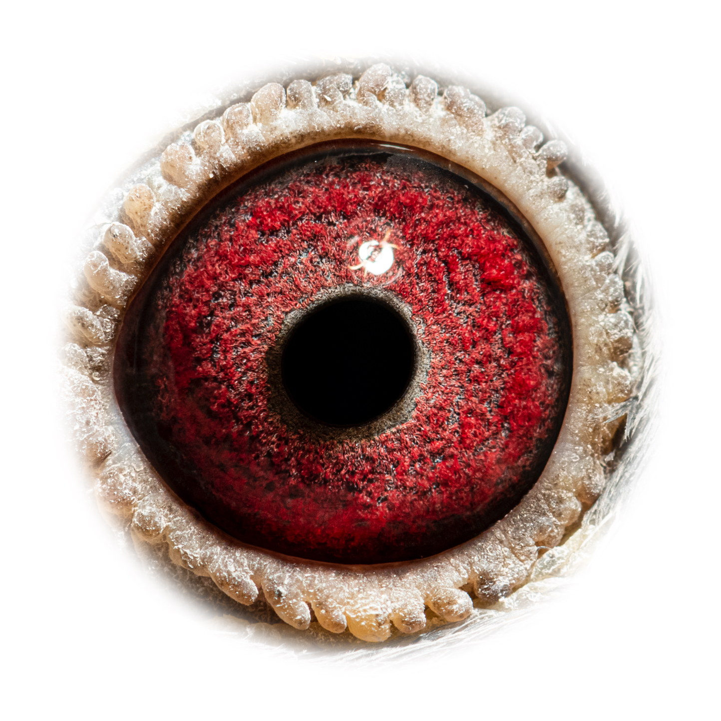 Gold Porsche 549 | PIPA