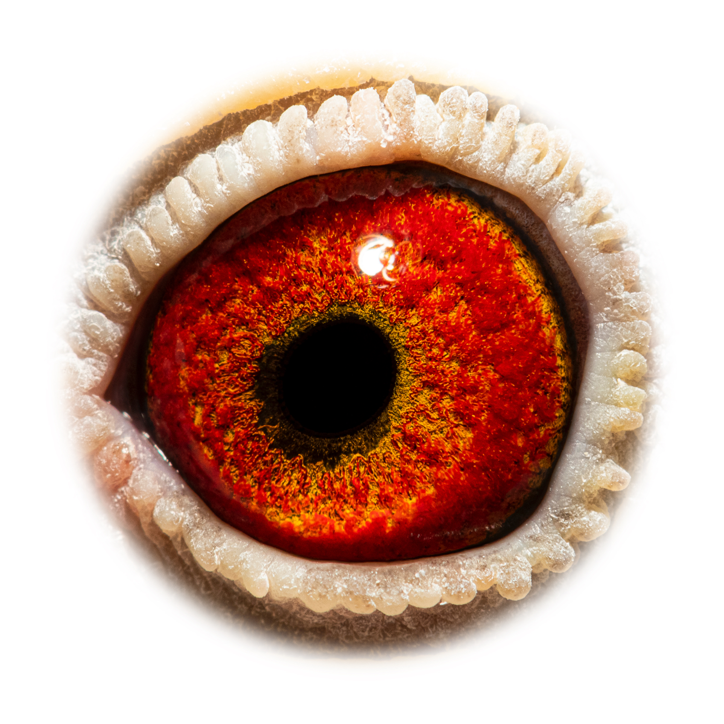 Vasilis x Stefany 379 | PIPA