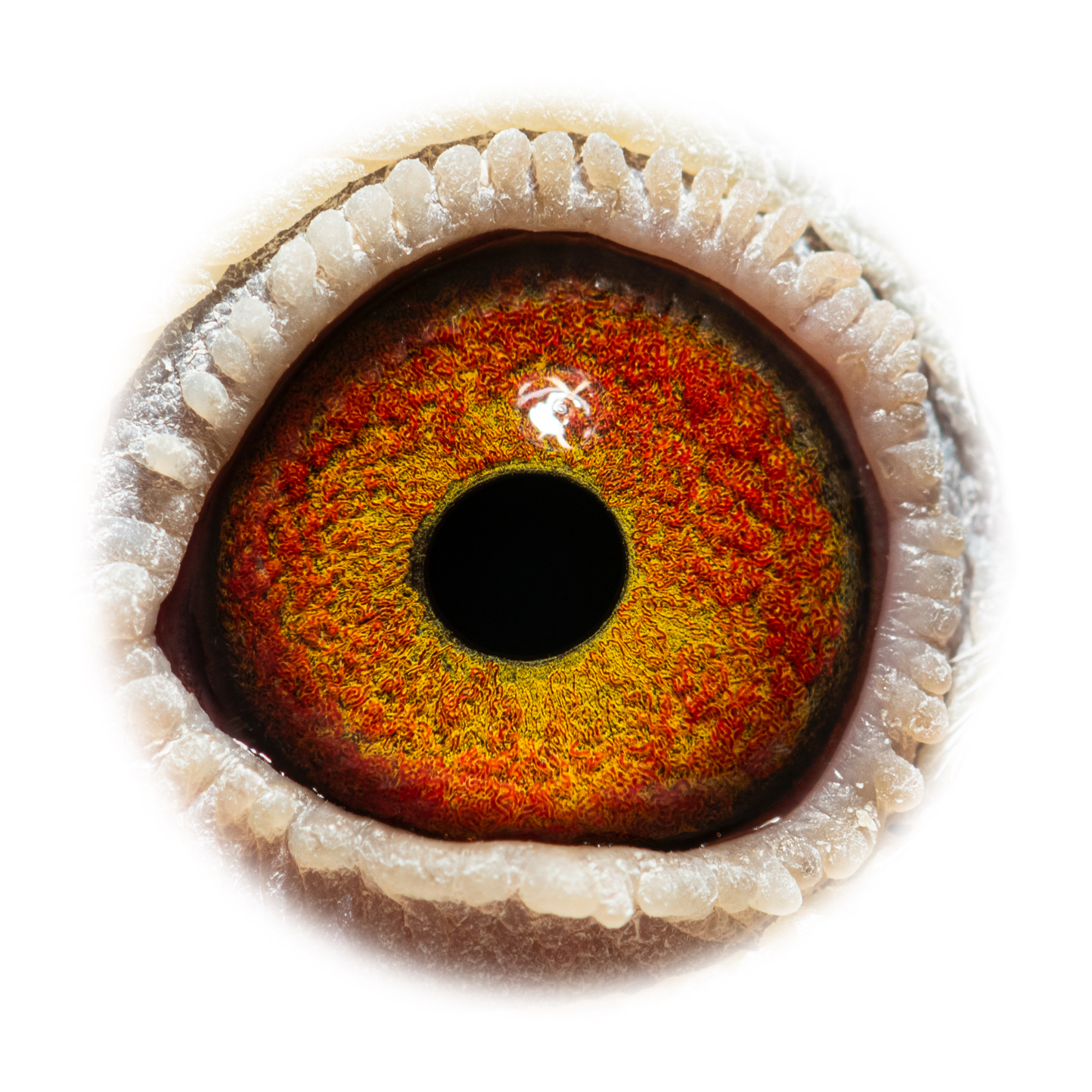 Granddaughter Blue Dream | PIPA