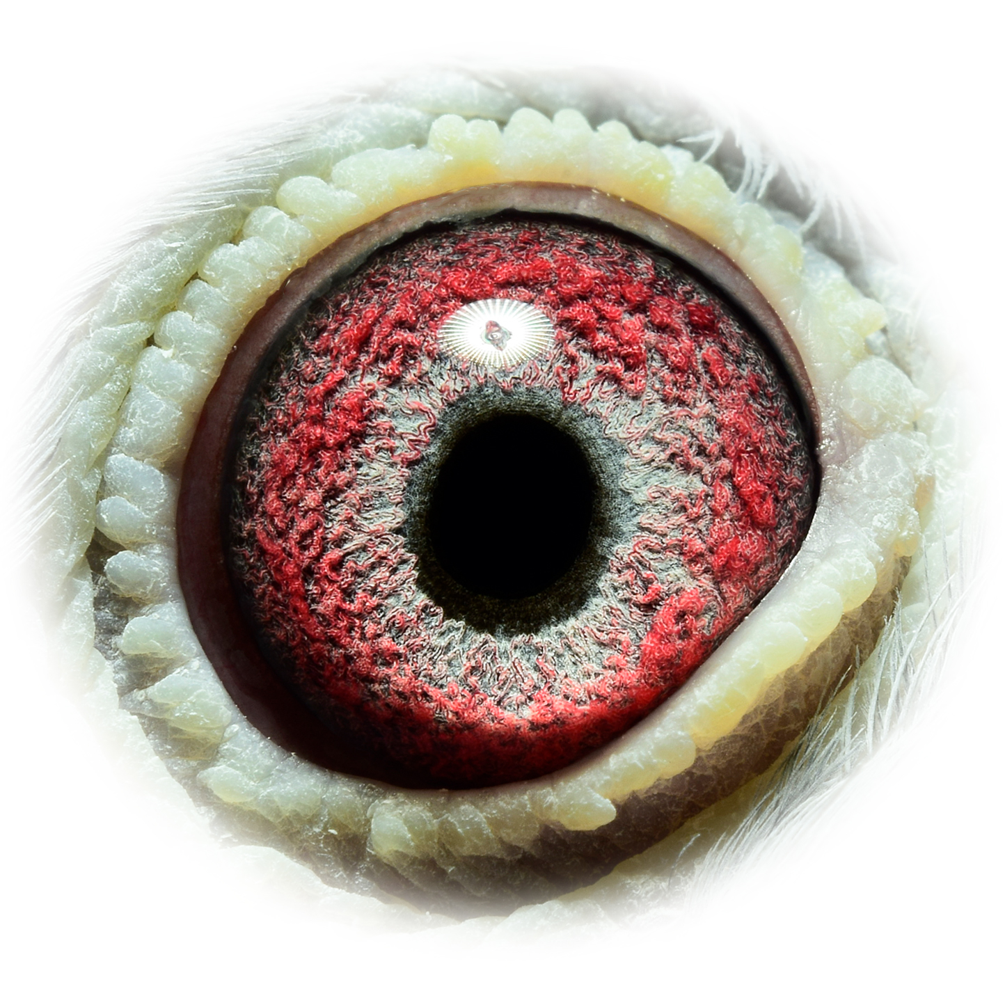 Lady Blue Blood 306 | PIPA