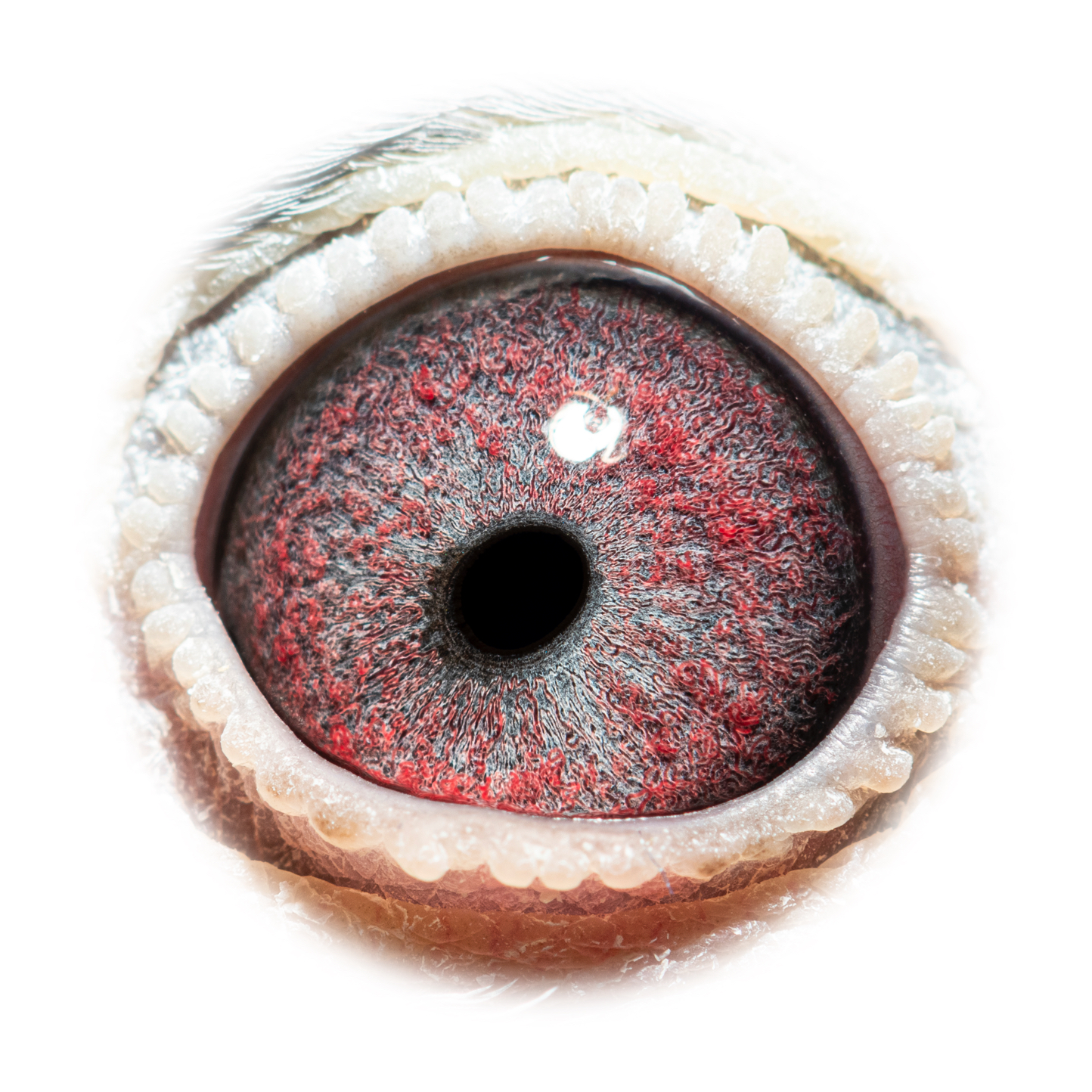 Inbred Don Michel | PIPA