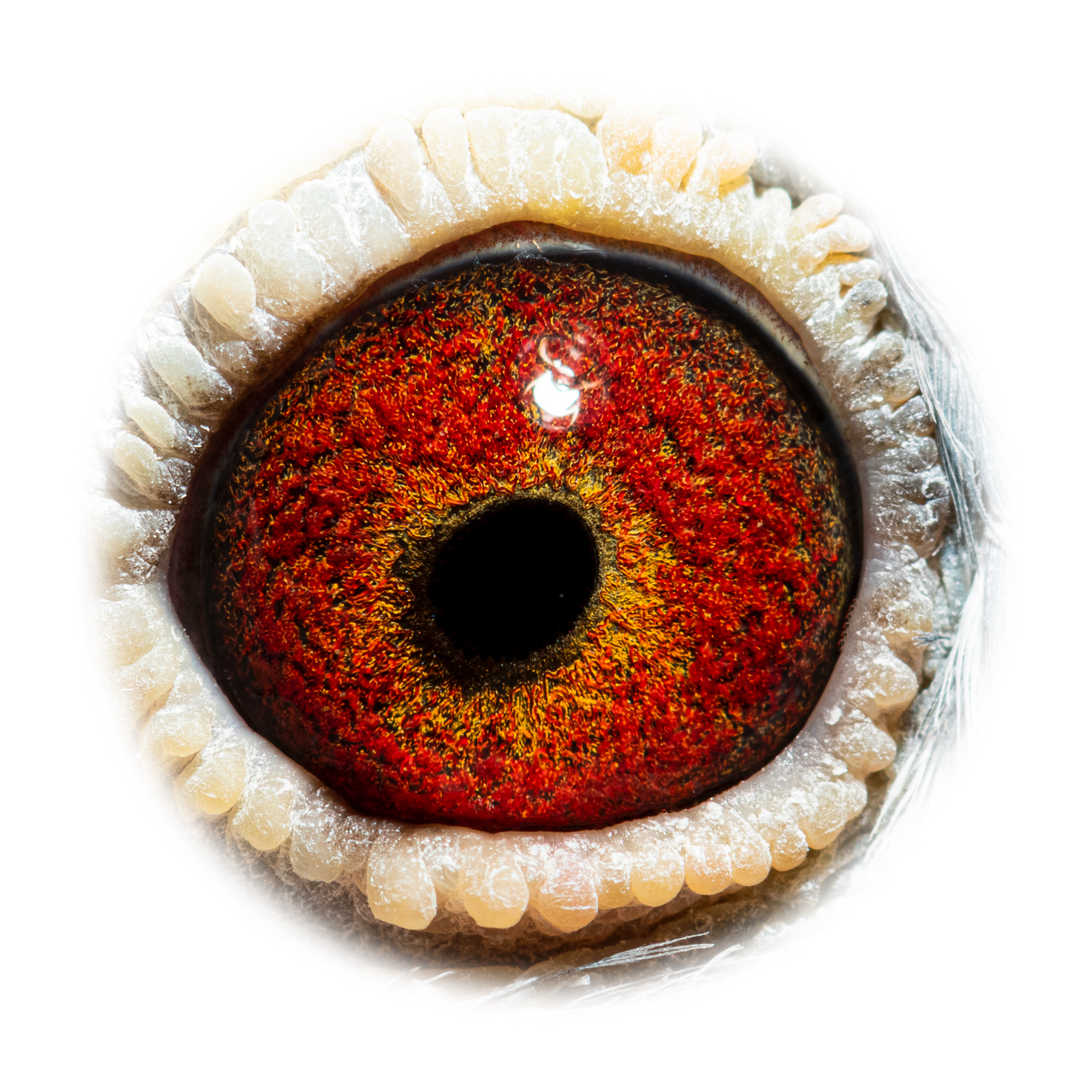 Queena Special | PIPA