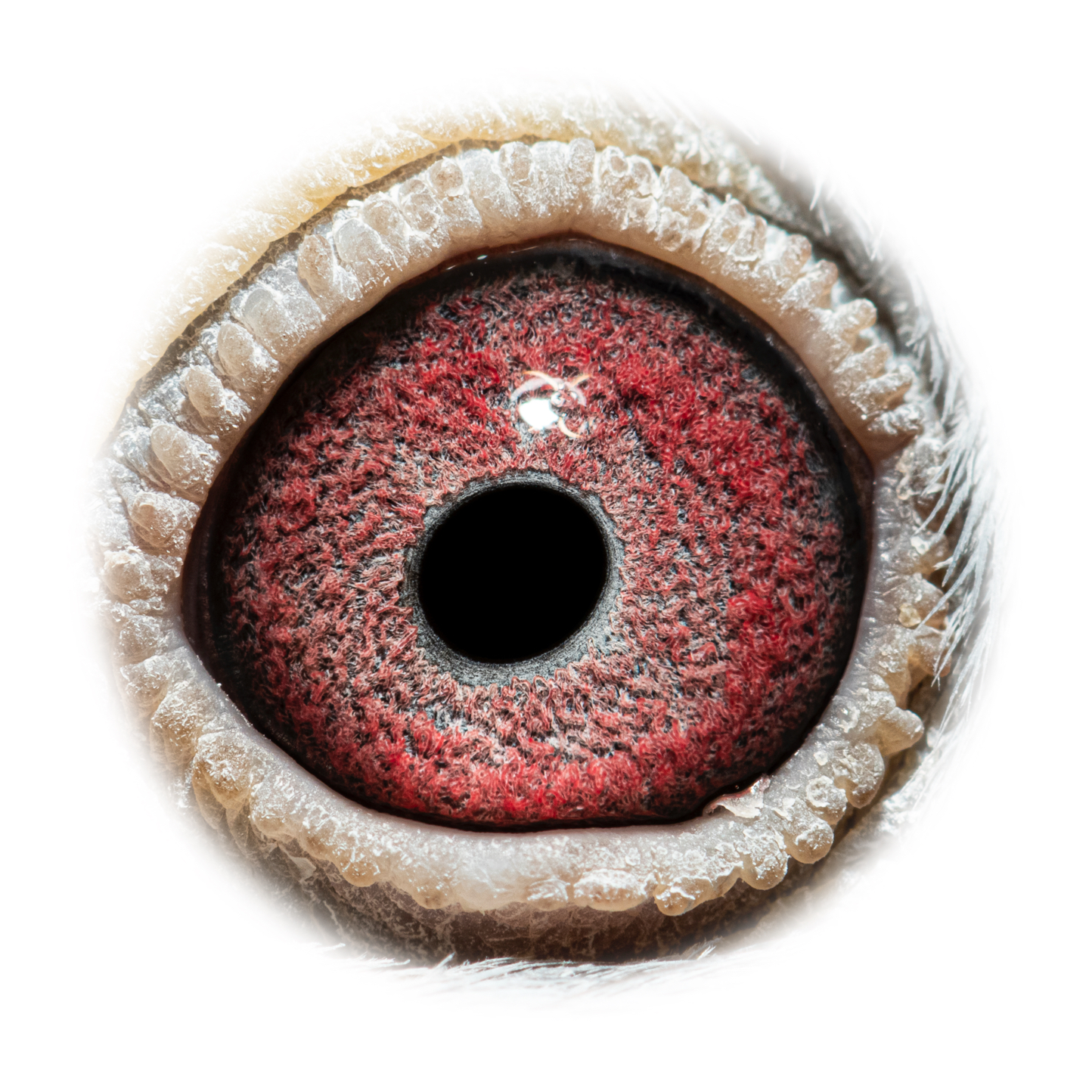 Inbred Ornat 178 | PIPA