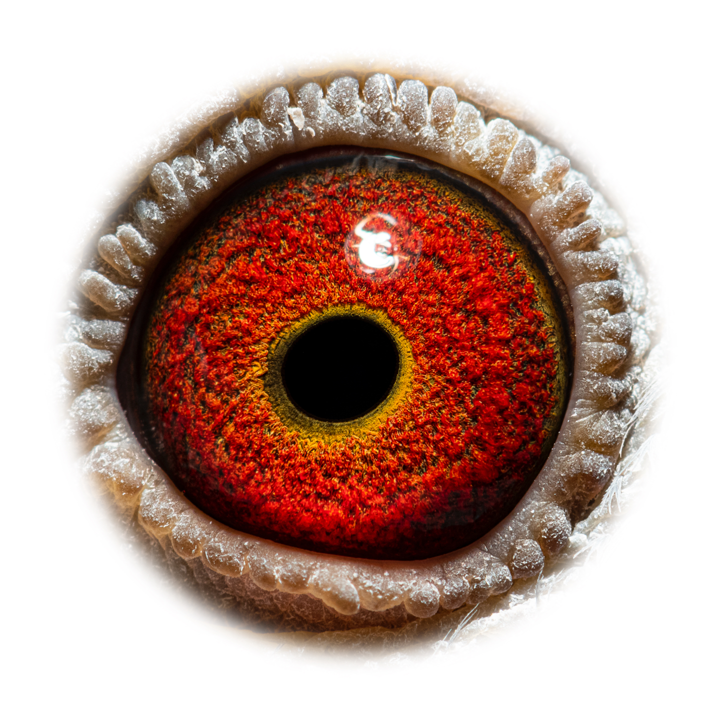 Golden Rocket | PIPA