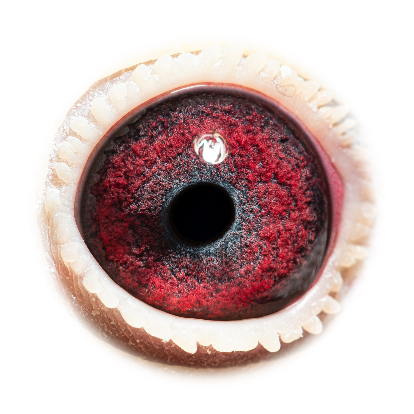 Inbred Lady Milos II | PIPA