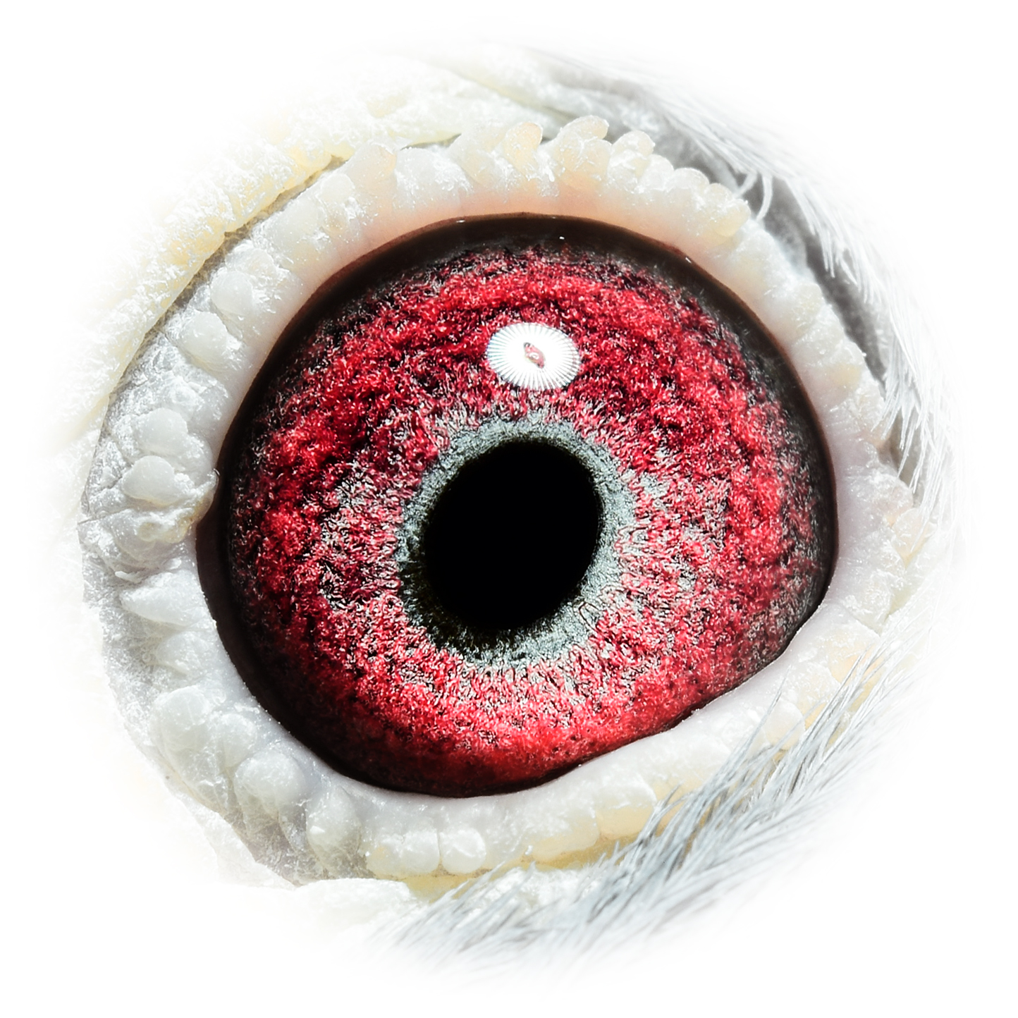 Angelino x Cassius 128 | PIPA