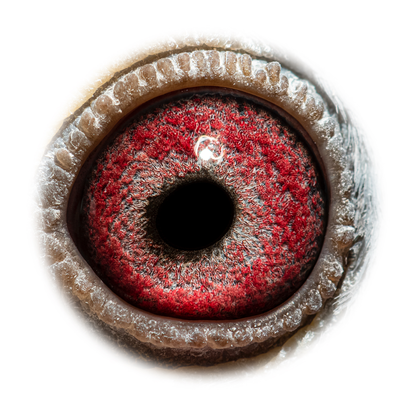 Halfsister Magic Perpignan 022 | PIPA