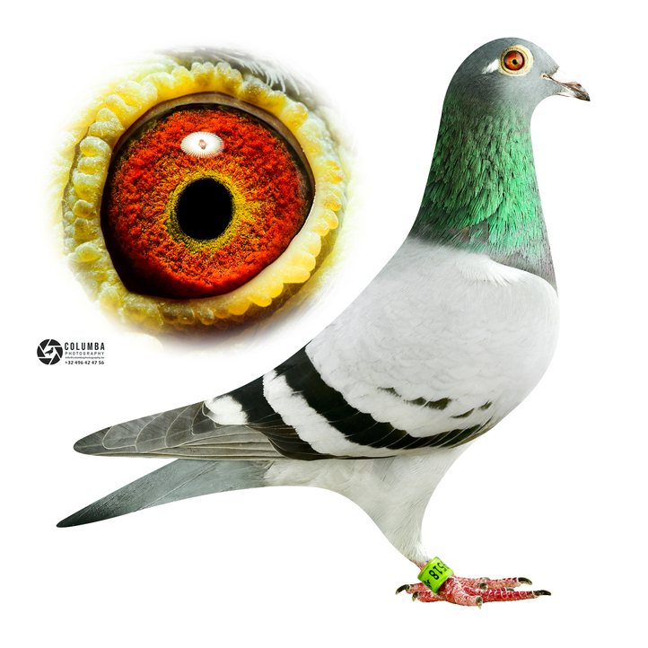 Half Blue Night 556 | PIPA