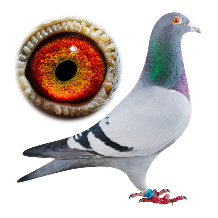 G.Daughter Runner Up Ace | PIPA