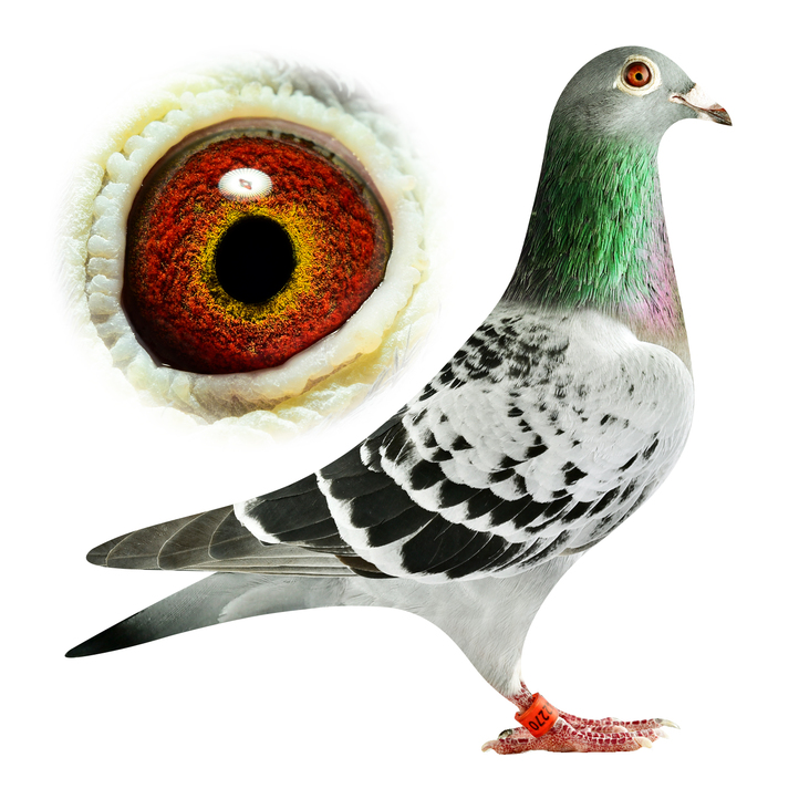 Inbred New Jade 490 | PIPA