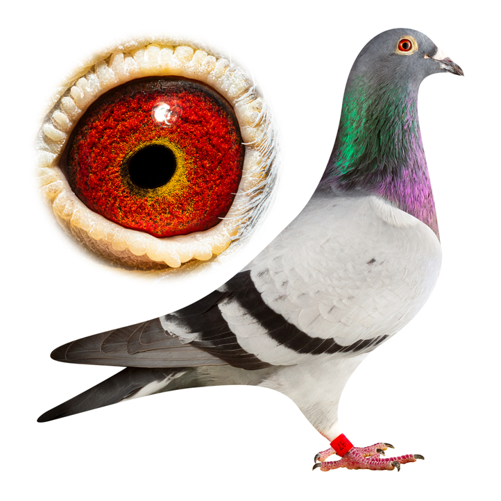 King Hollywood 458 | PIPA