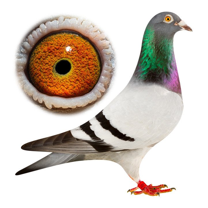 Goed Grijs x BKII | PIPA