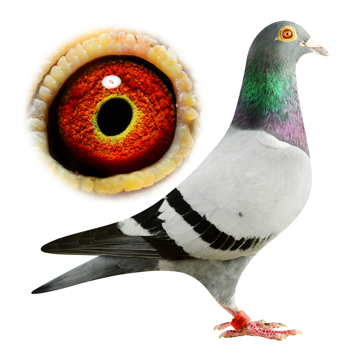 Half Blue Night 557 | PIPA