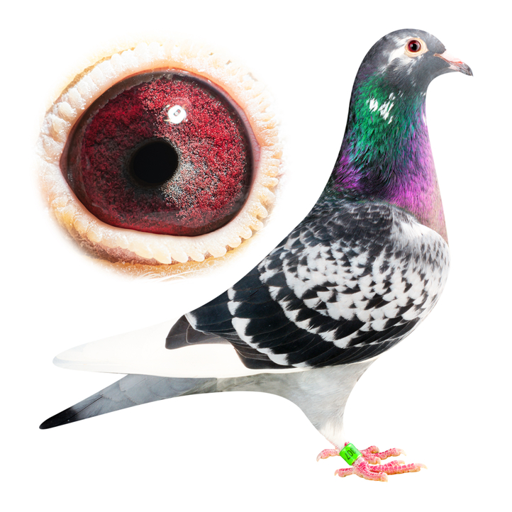 Goed Grijs x BKII | PIPA