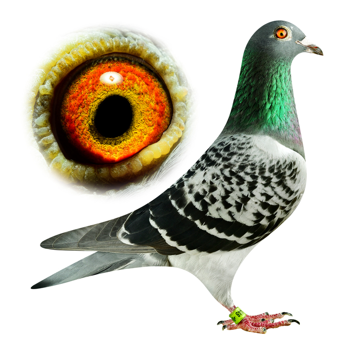 Inbred Child Night Princess 862 | PIPA