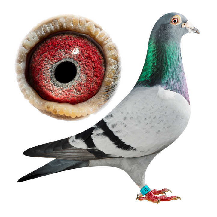 Next Runner Up Ace 178 | PIPA