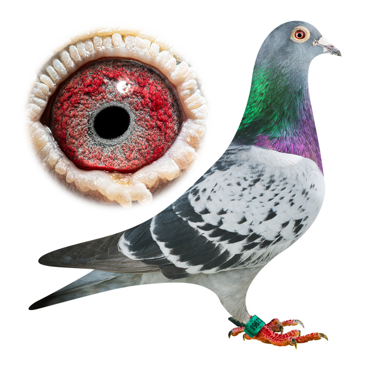 Inbred Runner Up Ace | PIPA