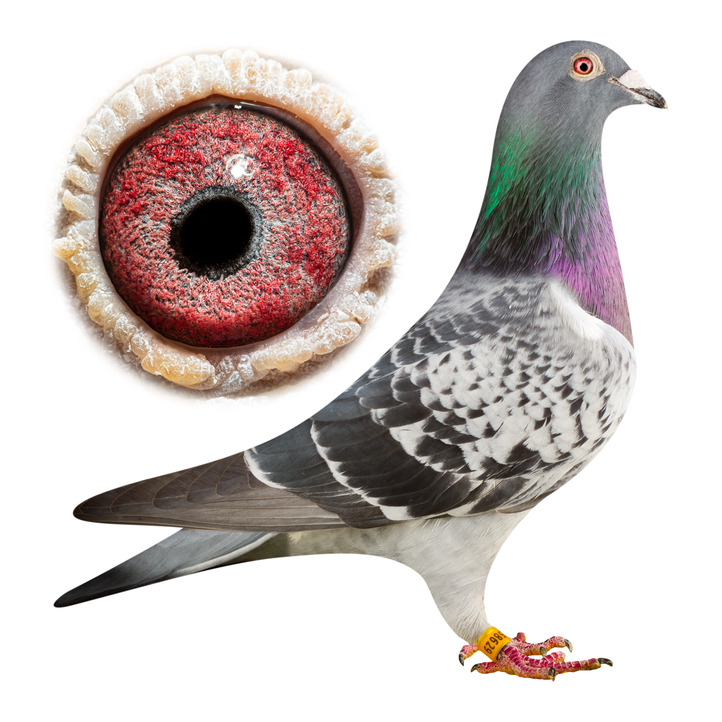 G.Daughter Runner Up Ace | PIPA