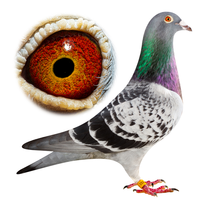 Best Kittel Bulck 050 | PIPA