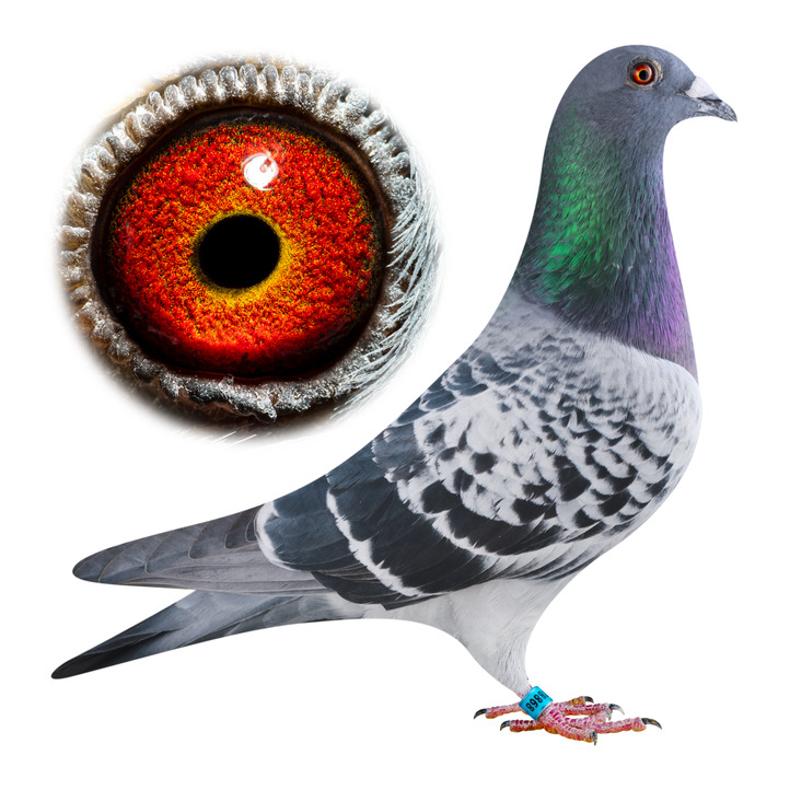 Inbred Child Night Princess 862 | PIPA