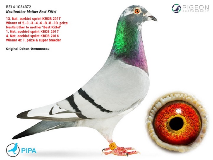 Just Best Kittel 491 | PIPA