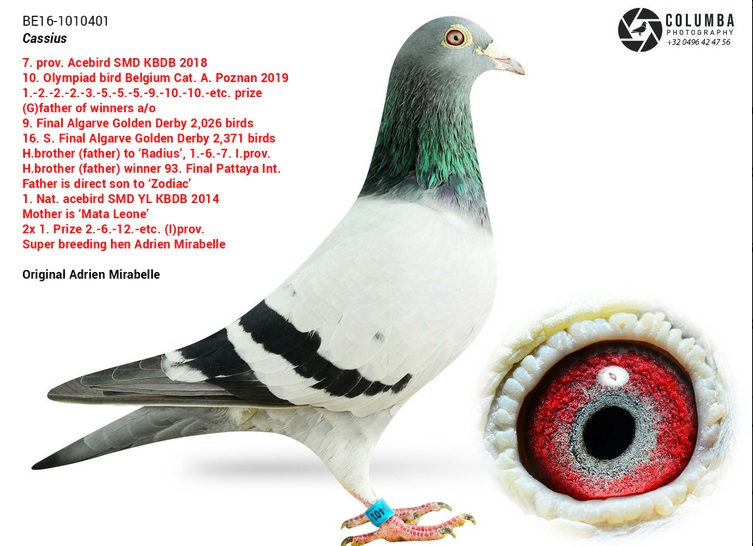 Angelino x Cassius 128 | PIPA