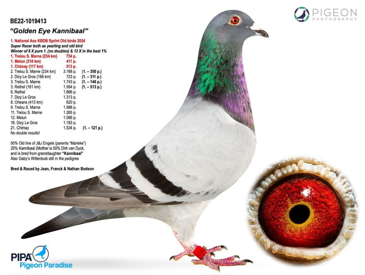 Son Nestsister Golden Eye Kannibaal | PIPA