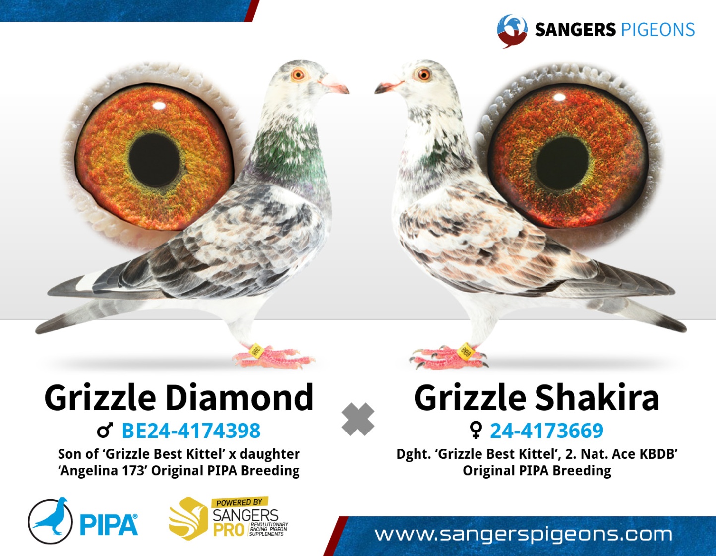 Inbred Grizzle BK | PIPA