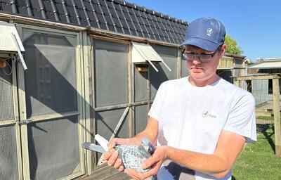 Upcoming auctions | PIPA