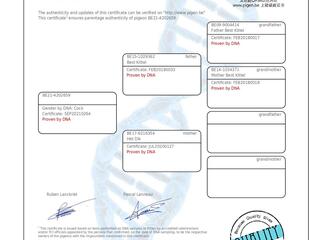 Son Best Kittel 659 | PIPA