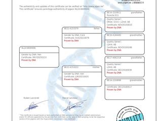 Inbred Porsche 906 | PIPA