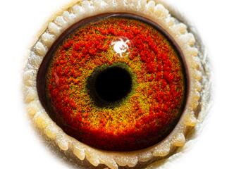 Golden Ghost Iniesta | PIPA