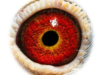 Son Best Kittel 659 | PIPA