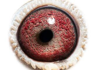 Son Rode Minerva | PIPA