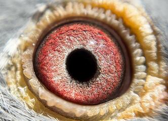 Jingling Jacana | PIPA