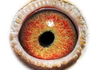 G.Daughter Runner Up Ace | PIPA