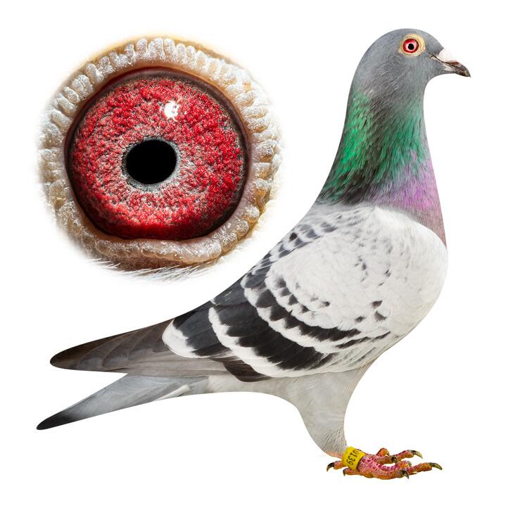 Next Runner Up Ace 178 | PIPA