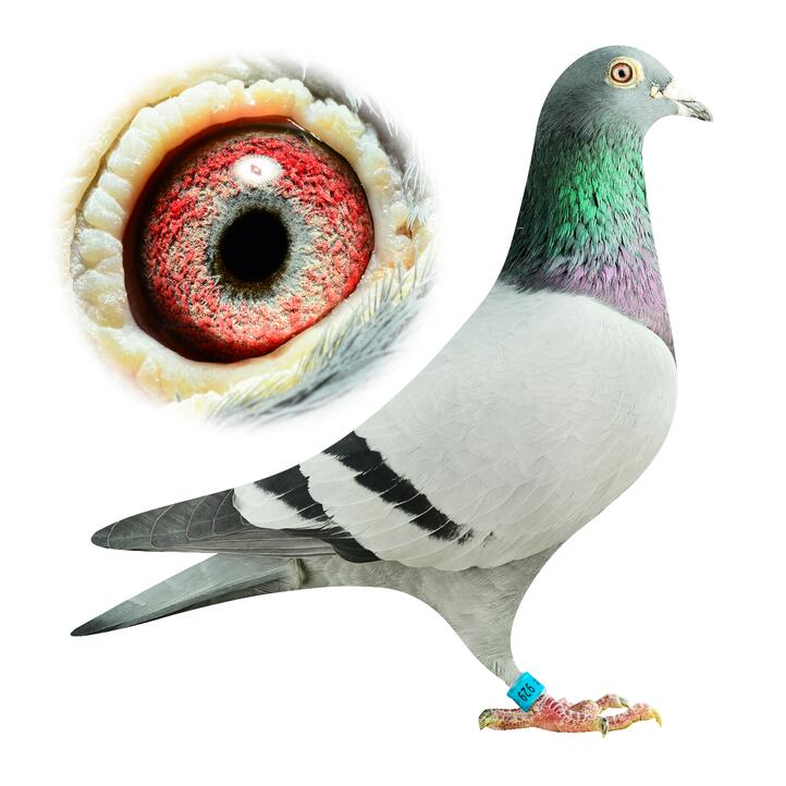 Streetbirdy Princess 194 | PIPA