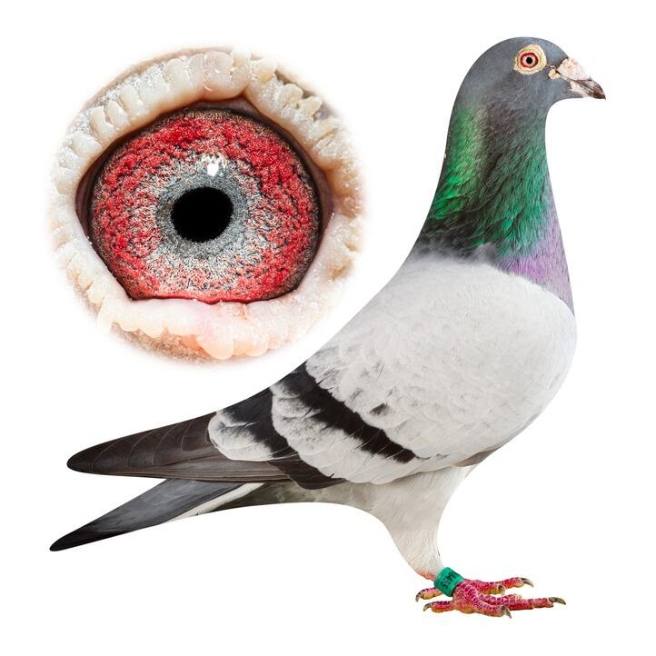 Inbred Runner Up Ace | PIPA